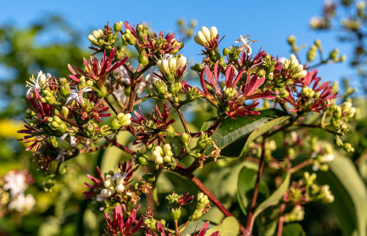Sieben-Söhne-des-Himmels-Strauch Tianshan - Heptacodium miconioides ...