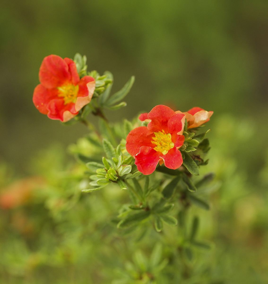 Fingerstrauch Marian Red Robin - Potentilla Marian Red Robin günstig kaufen