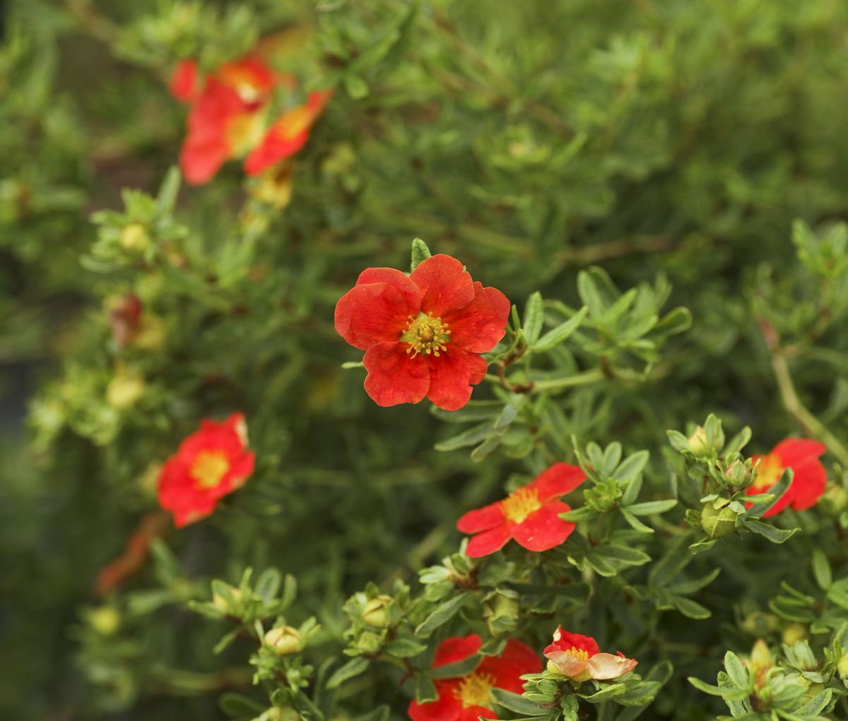 Fingerstrauch Marian Red Robin - Potentilla Marian Red Robin günstig kaufen