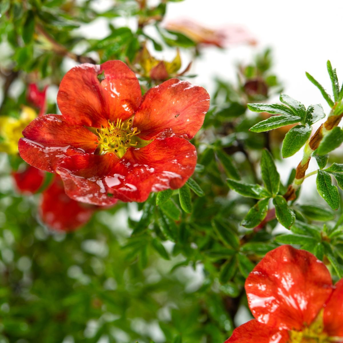 Fingerstrauch Marian Red Robin - Potentilla Marian Red Robin günstig kaufen