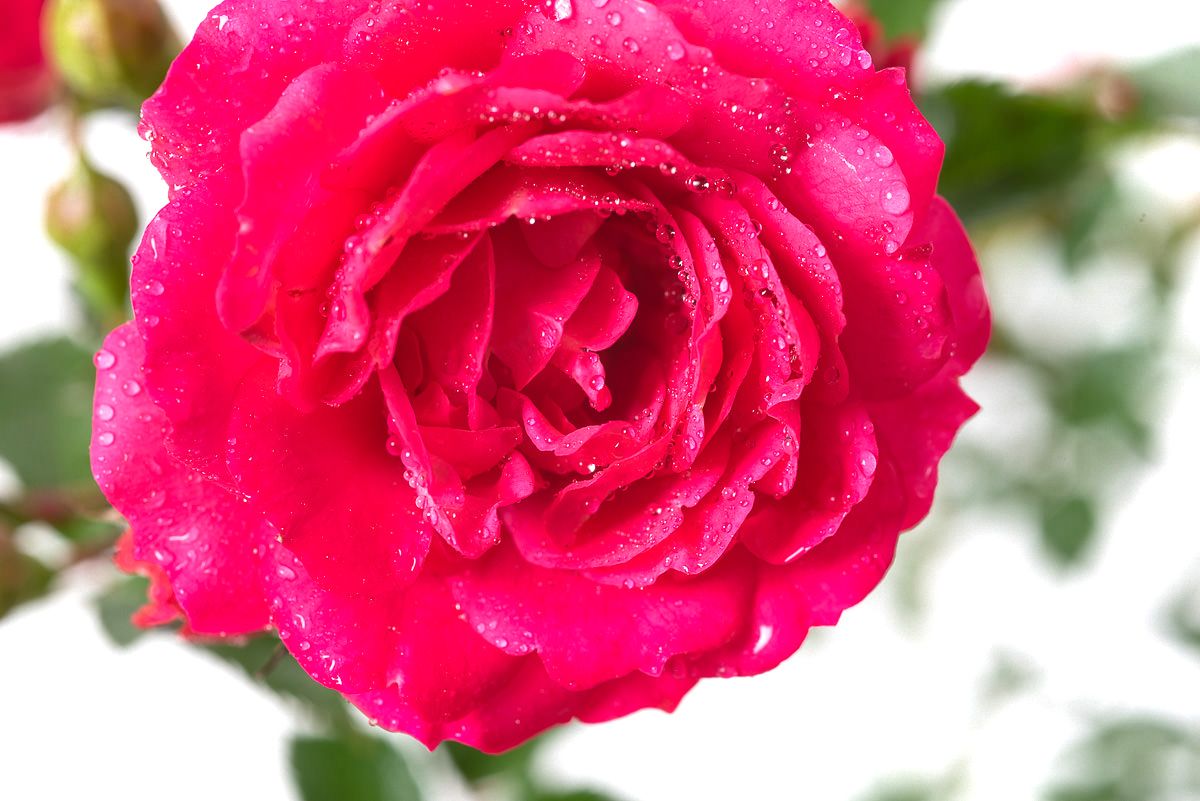 Bodendeckerrose Rody ® - Rosa Rody ® günstig kaufen