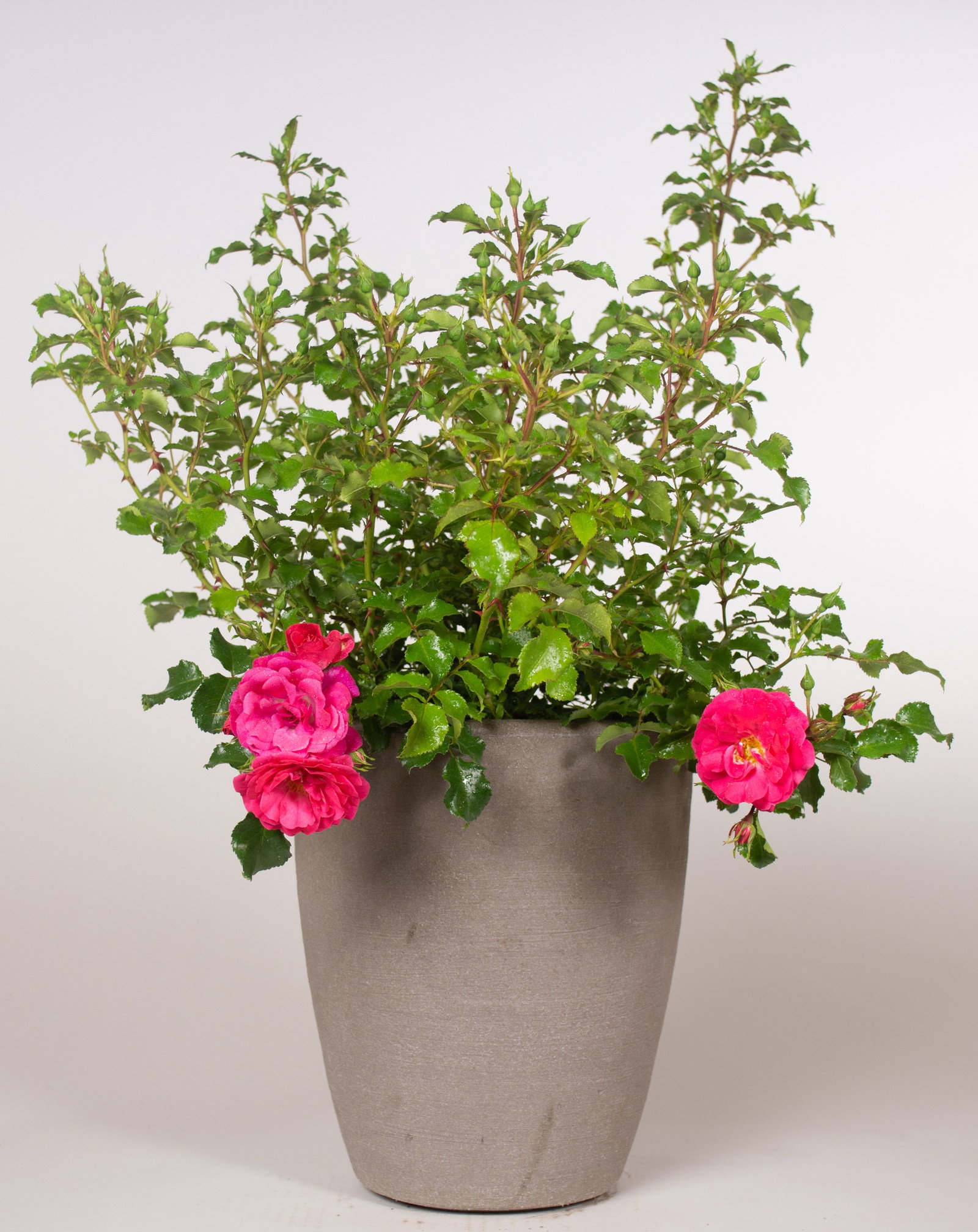Bodendeckerrose Rody ® - Rosa Rody ® günstig kaufen