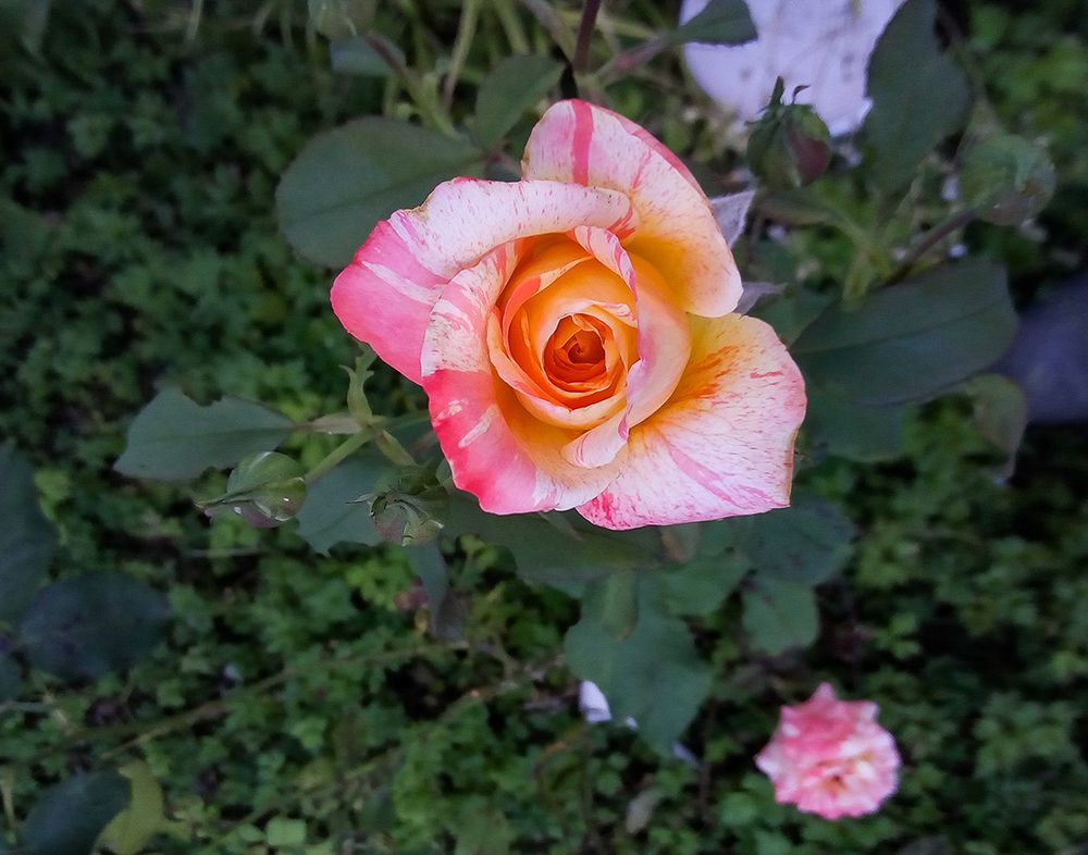 Edelrose Marvelle - Rosa Marvelle ® günstig kaufen