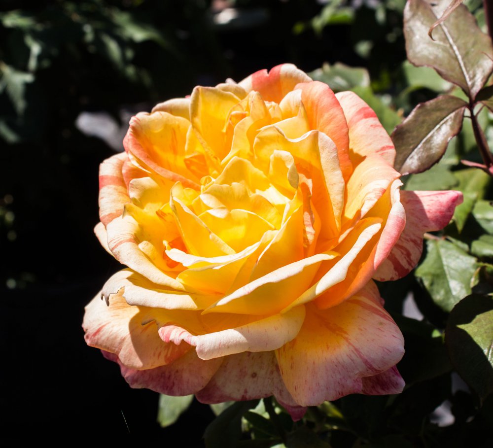Edelrose Marvelle - Rosa Marvelle® günstig kaufen