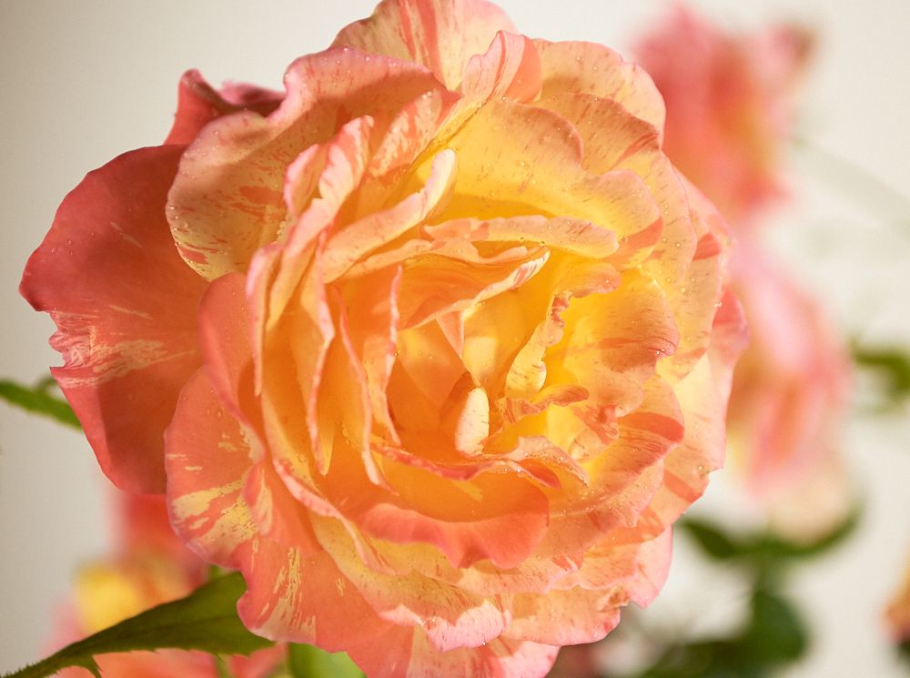 Edelrose Marvelle - Rosa Marvelle® günstig kaufen