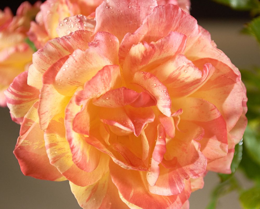 Edelrose Marvelle - Rosa Marvelle® günstig kaufen