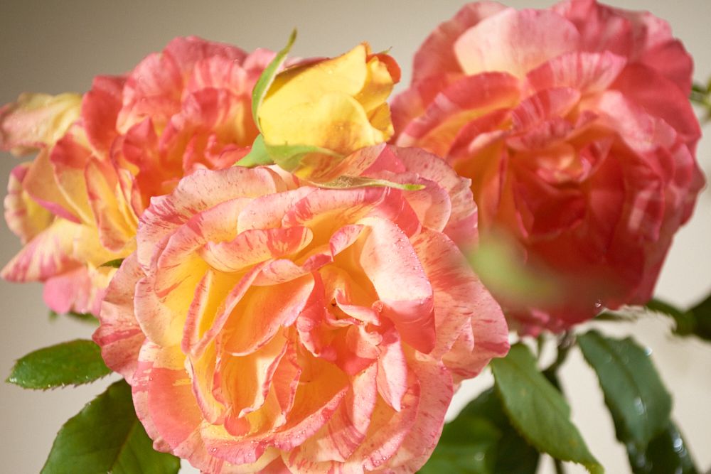 Edelrose Marvelle - Rosa Marvelle® günstig kaufen