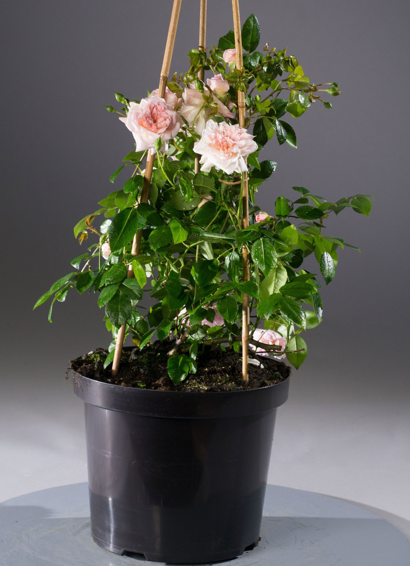 Rose Paul Noel - Rosa Paul Noel günstig kaufen