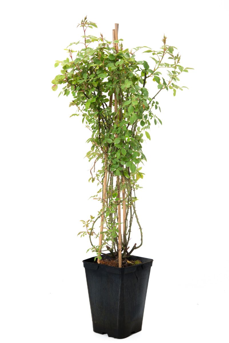 Kletterrose Venusta Pendula - Rosa Venusta Pendula günstig kaufen