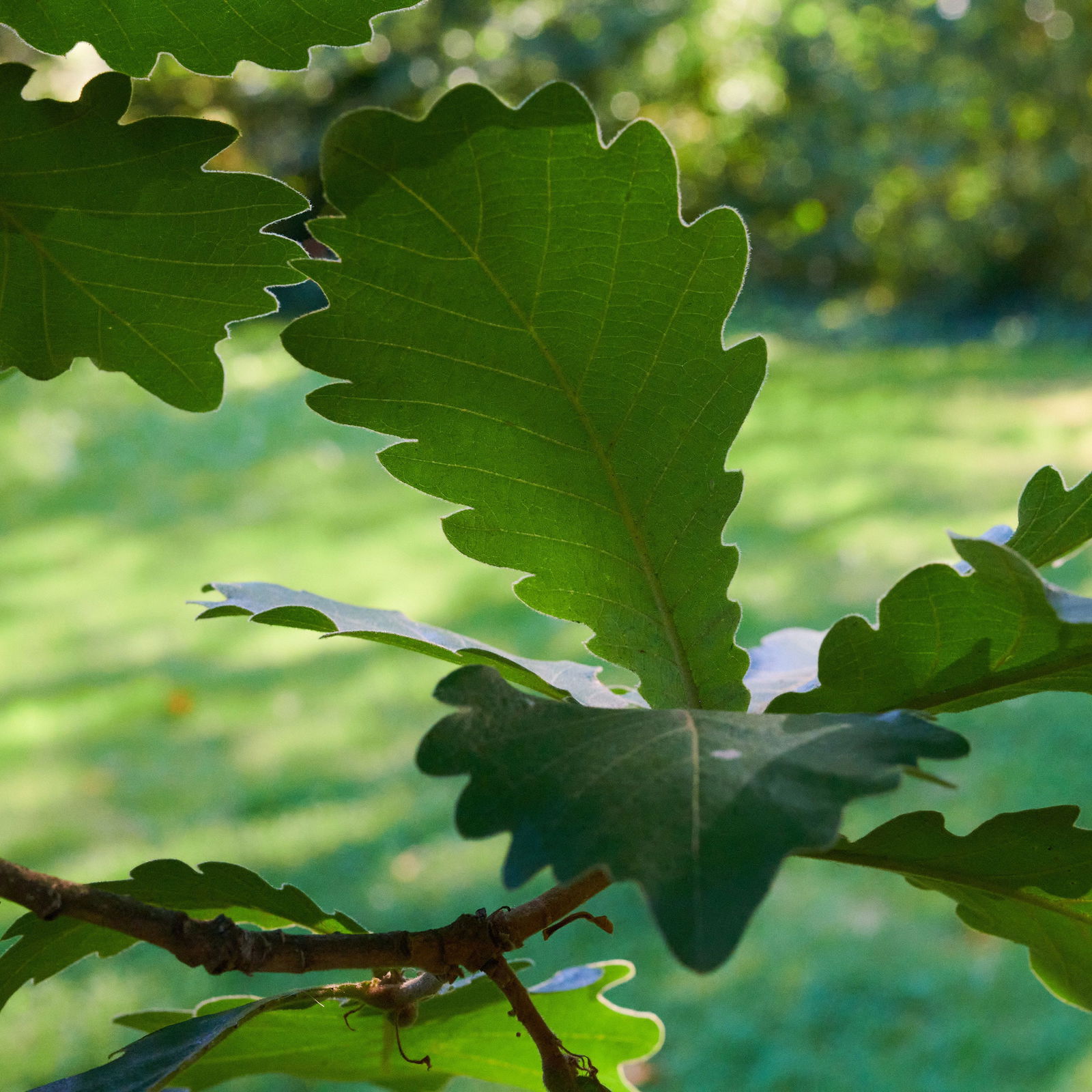 Japan.Kaiser-Eiche Carl Ferris Miller - Quercus dentata Carl Ferris ...