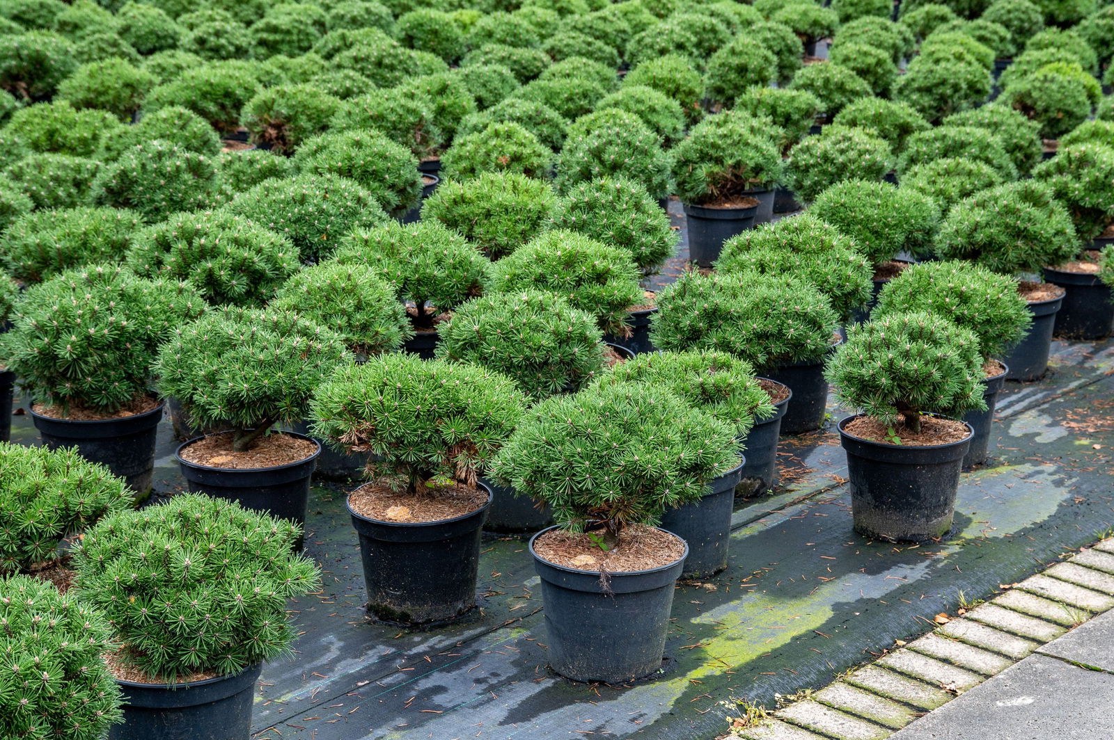 Berg-Kiefer Benjamin - Pinus mugo Benjamin günstig kaufen