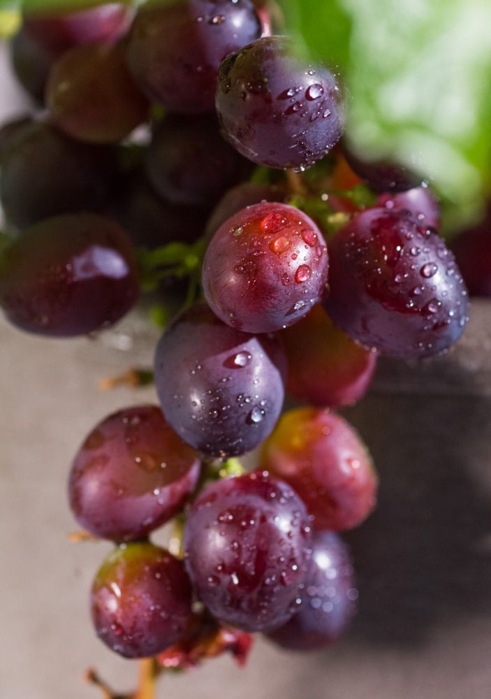 Vitis Muscat Bleu - Tafeltraube Muscat Bleu | jetzt günstig online ...