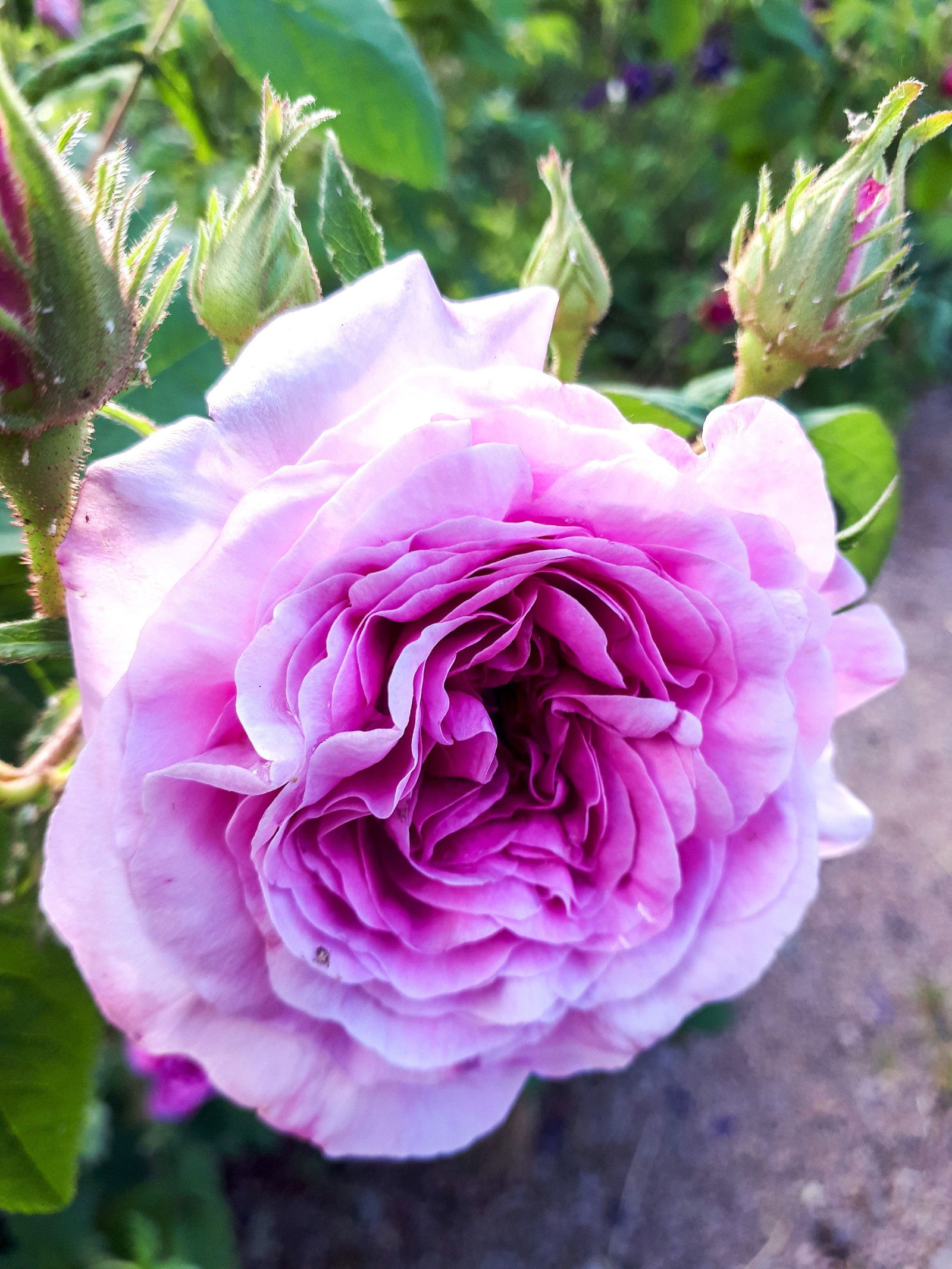 Strauchrose Jenny Duval - Rosa Jenny Duval günstig kaufen