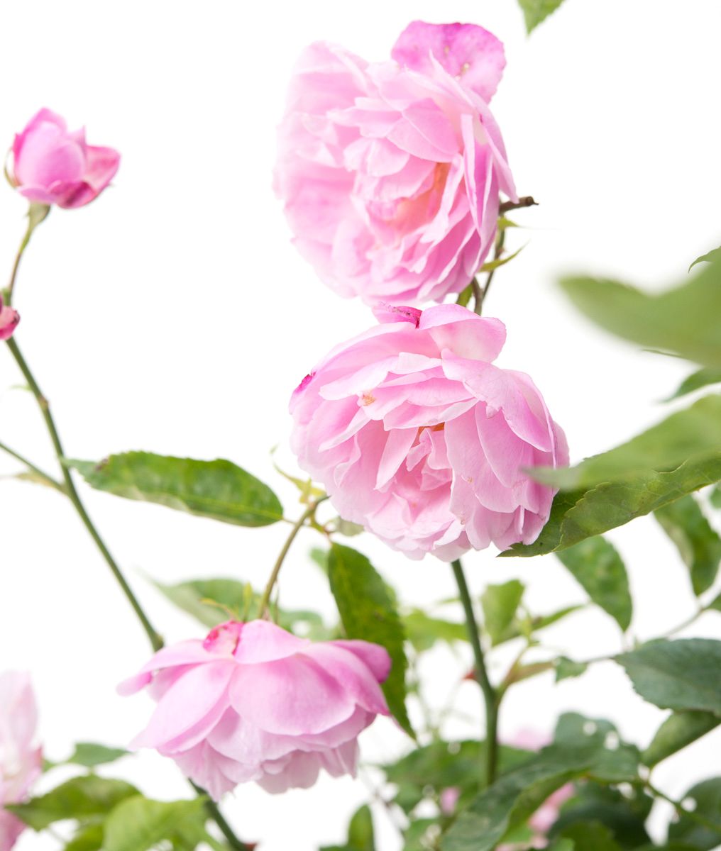 Strauchrose Old Blush - Rosa Old Blush günstig kaufen