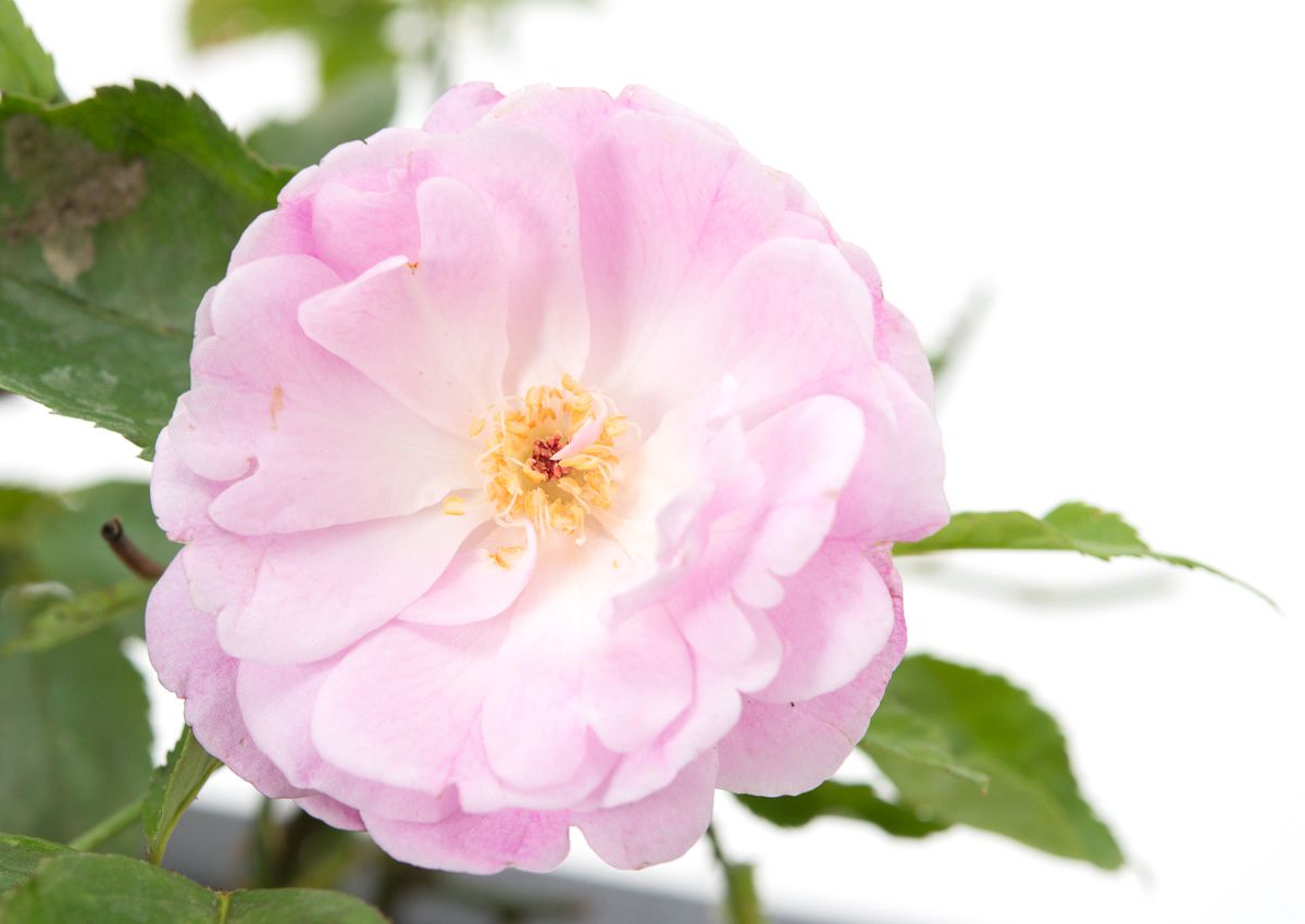 Strauchrose Old Blush - Rosa Old Blush günstig kaufen