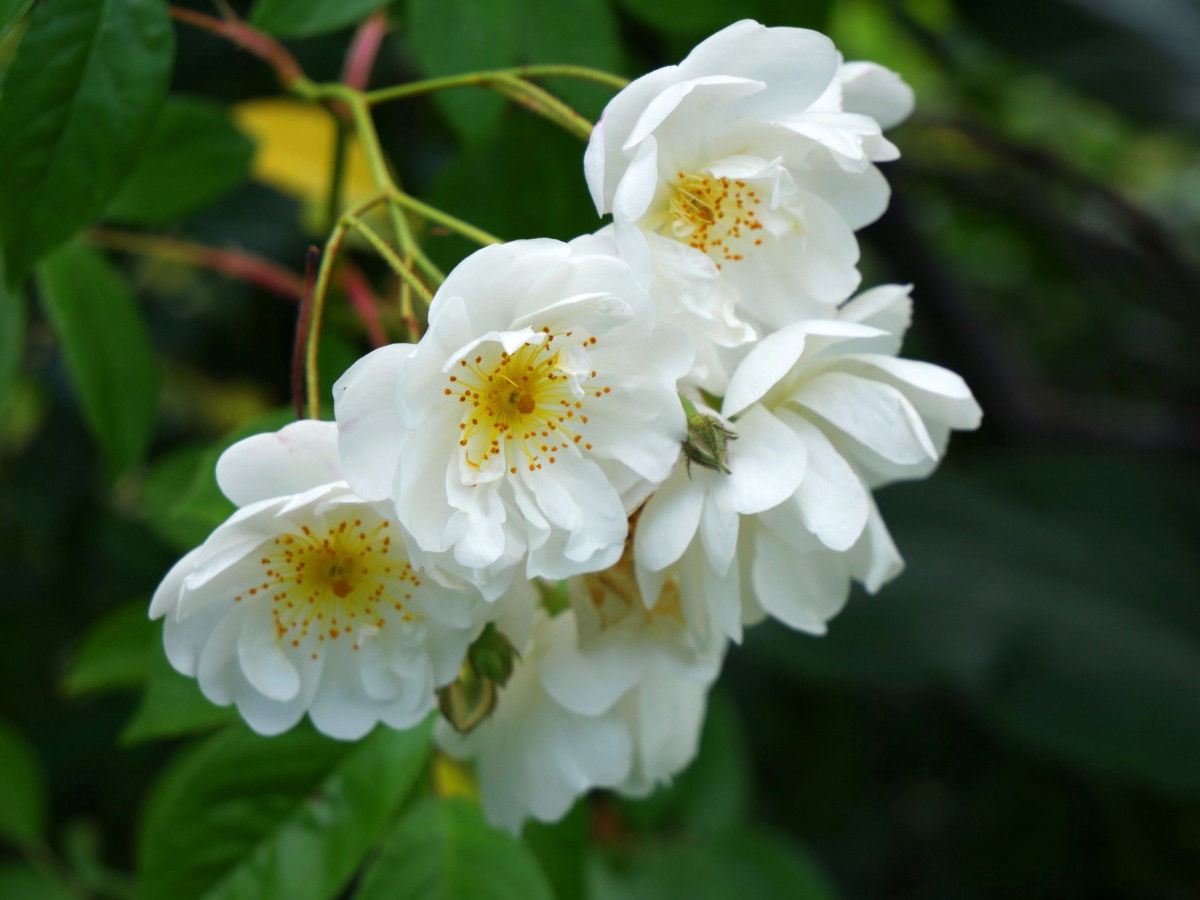 Rose Amadeus ® - Rosa Amadeus ® günstig kaufen