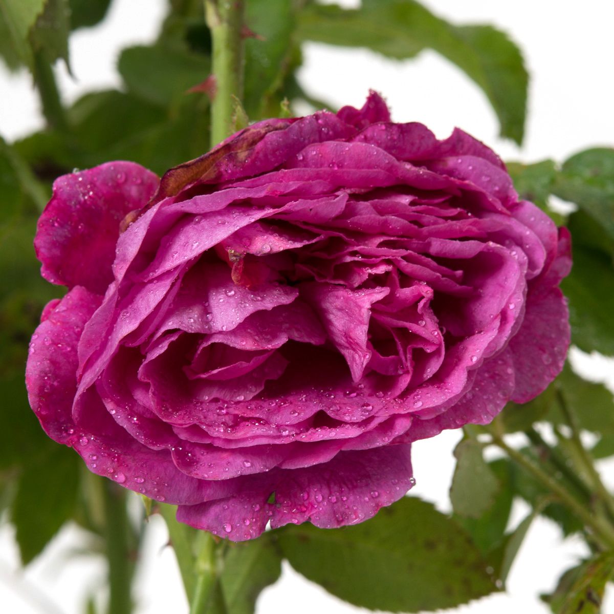 Rose Hugh Dickson - Rosa Hugh Dickson günstig kaufen