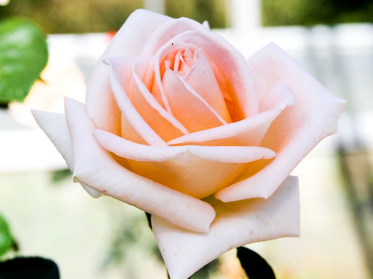 Edelsrose Osiana - Rosa Osiana günstig kaufen