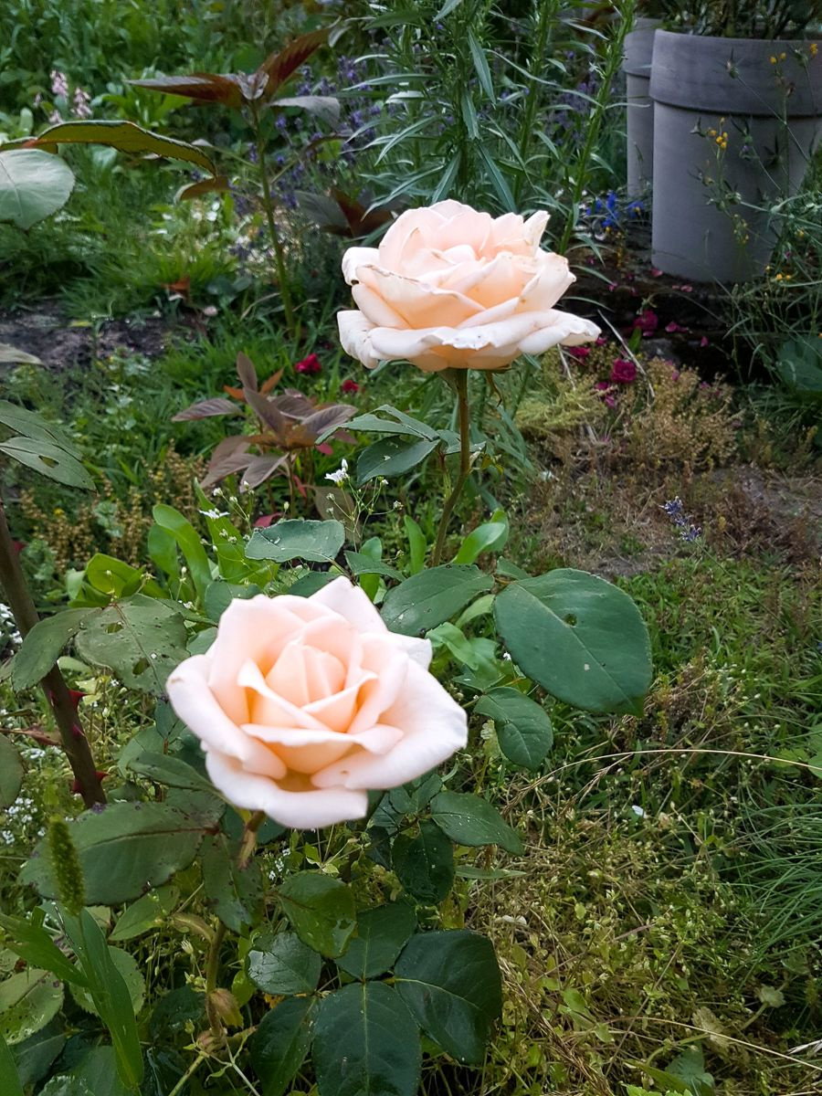 Edelsrose Osiana - Rosa Osiana günstig kaufen