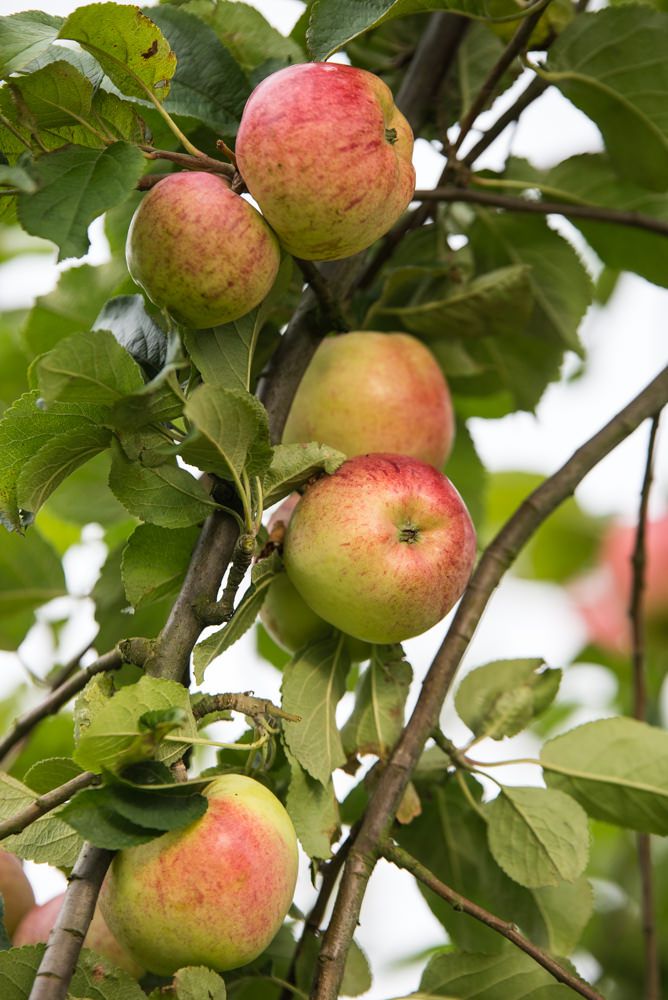 Apfel Altländer Rosenapfel - Malus Altländer Rosenapfel günstig kaufen