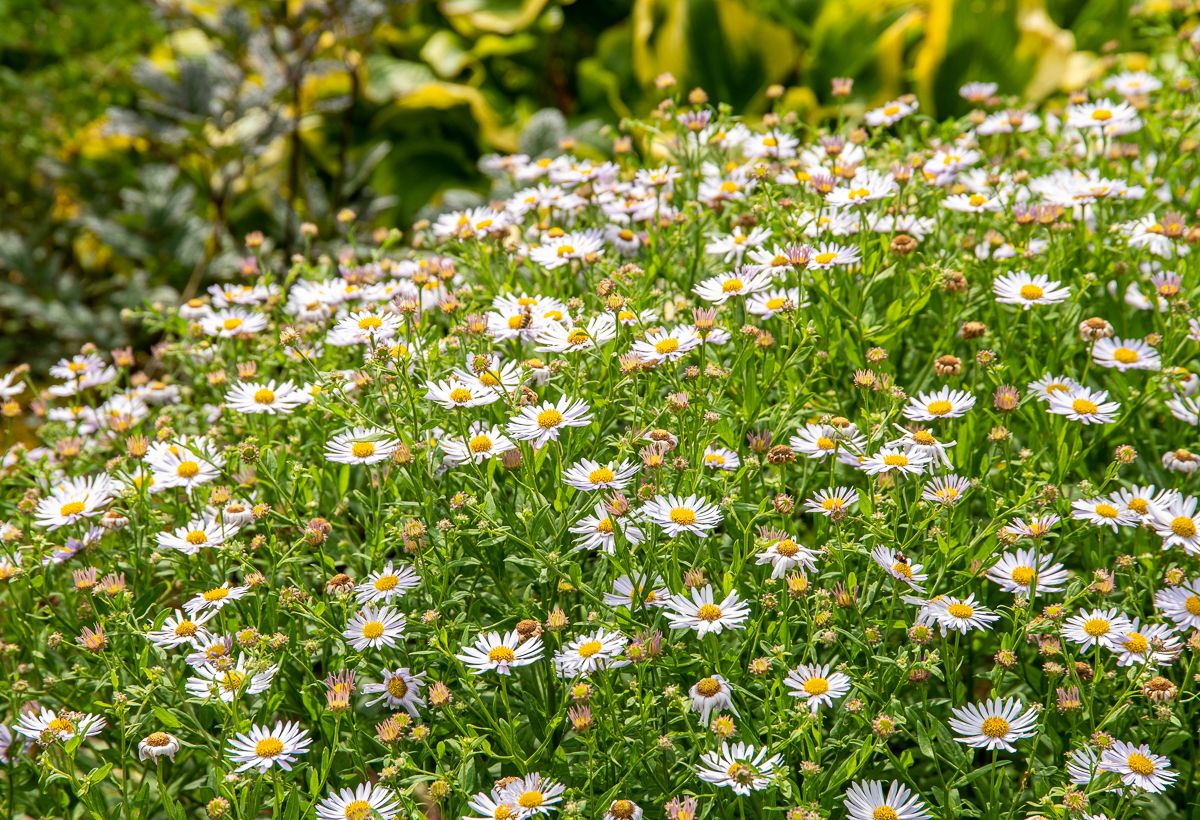 Schönaster Blue Star - Kalimeris incisa Blue Star günstig kaufen