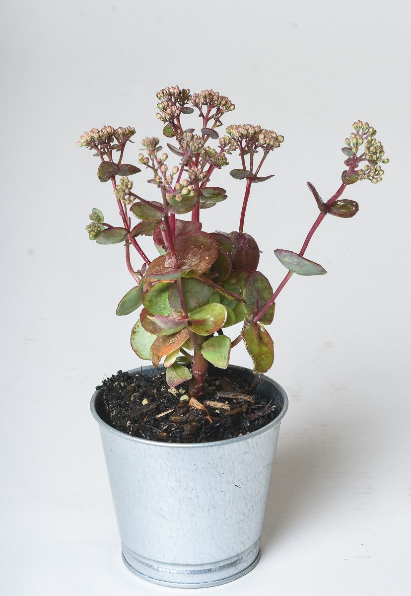 Großes Fettblatt Hab Grey - Sedum telephium ruprechtii Hab Grey günstig ...