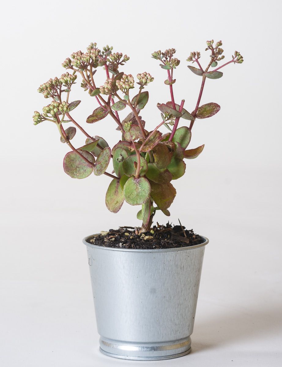 Großes Fettblatt Hab Grey - Sedum telephium ruprechtii Hab Grey günstig ...