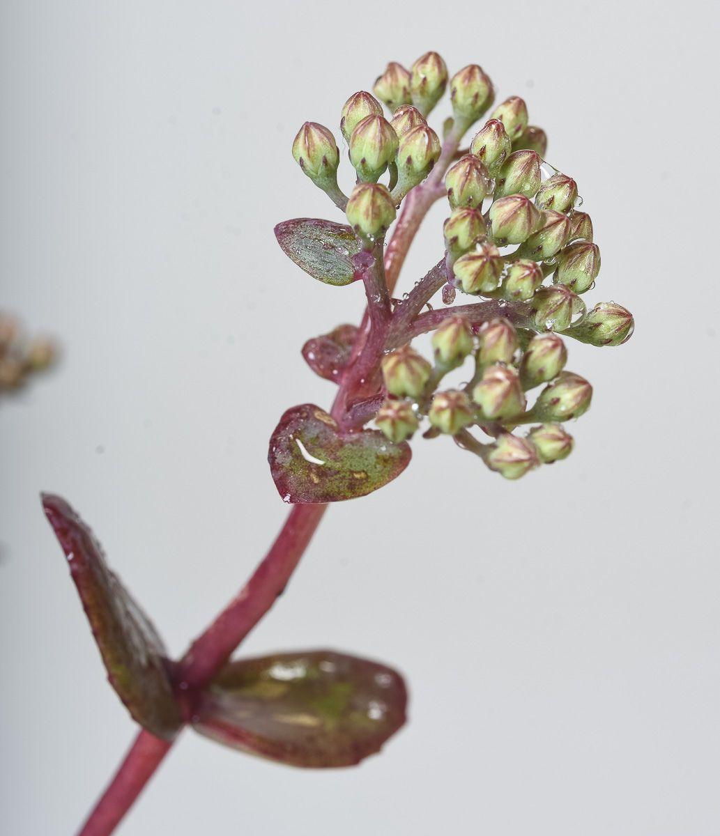 Großes Fettblatt Hab Grey - Sedum telephium ruprechtii Hab Grey günstig ...