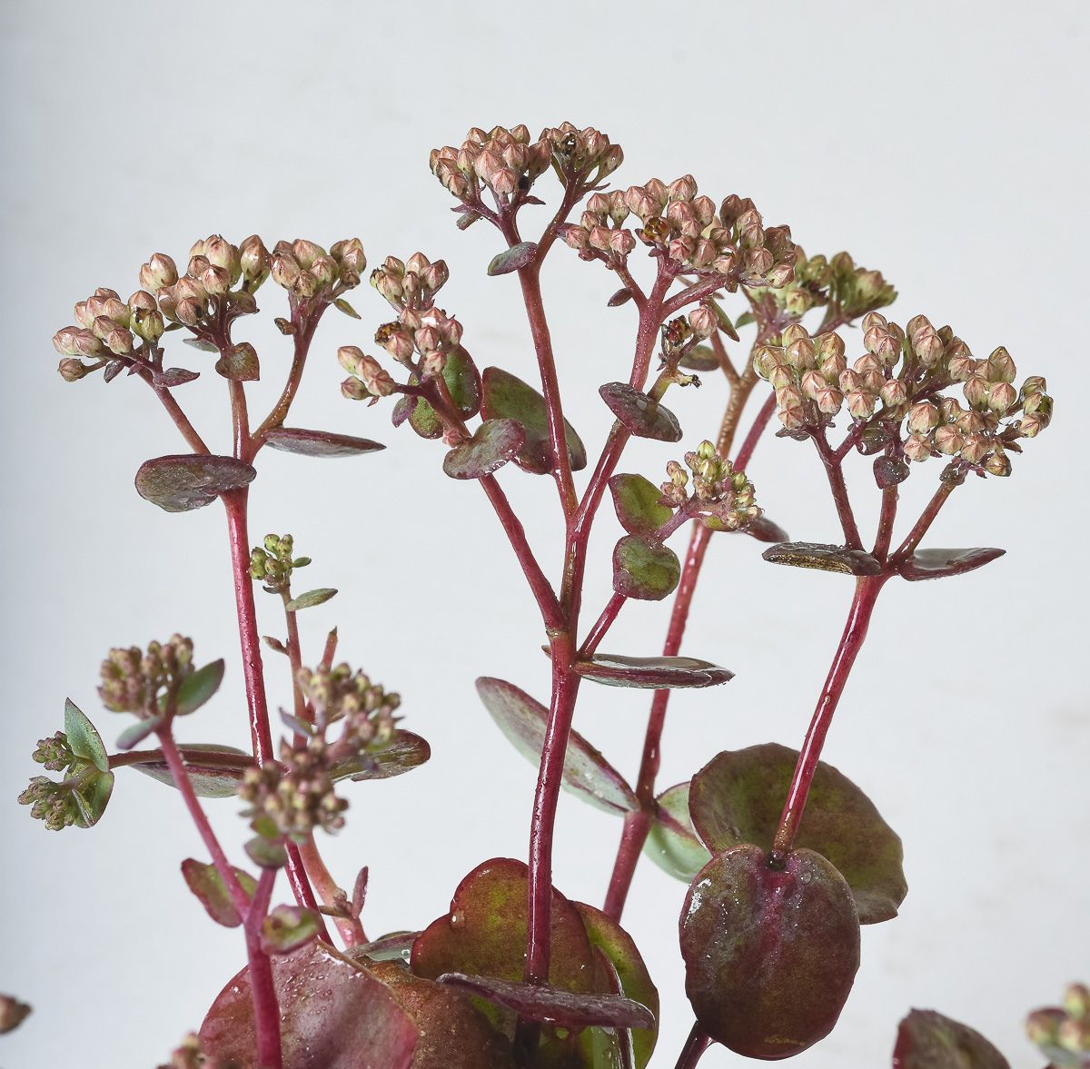 Großes Fettblatt Hab Grey - Sedum telephium ruprechtii Hab Grey günstig ...