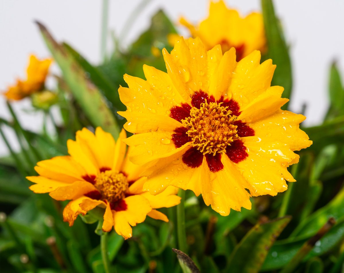 Kleines Mädchenauge - Coreopsis lanceolata Baby Gold günstig kaufen