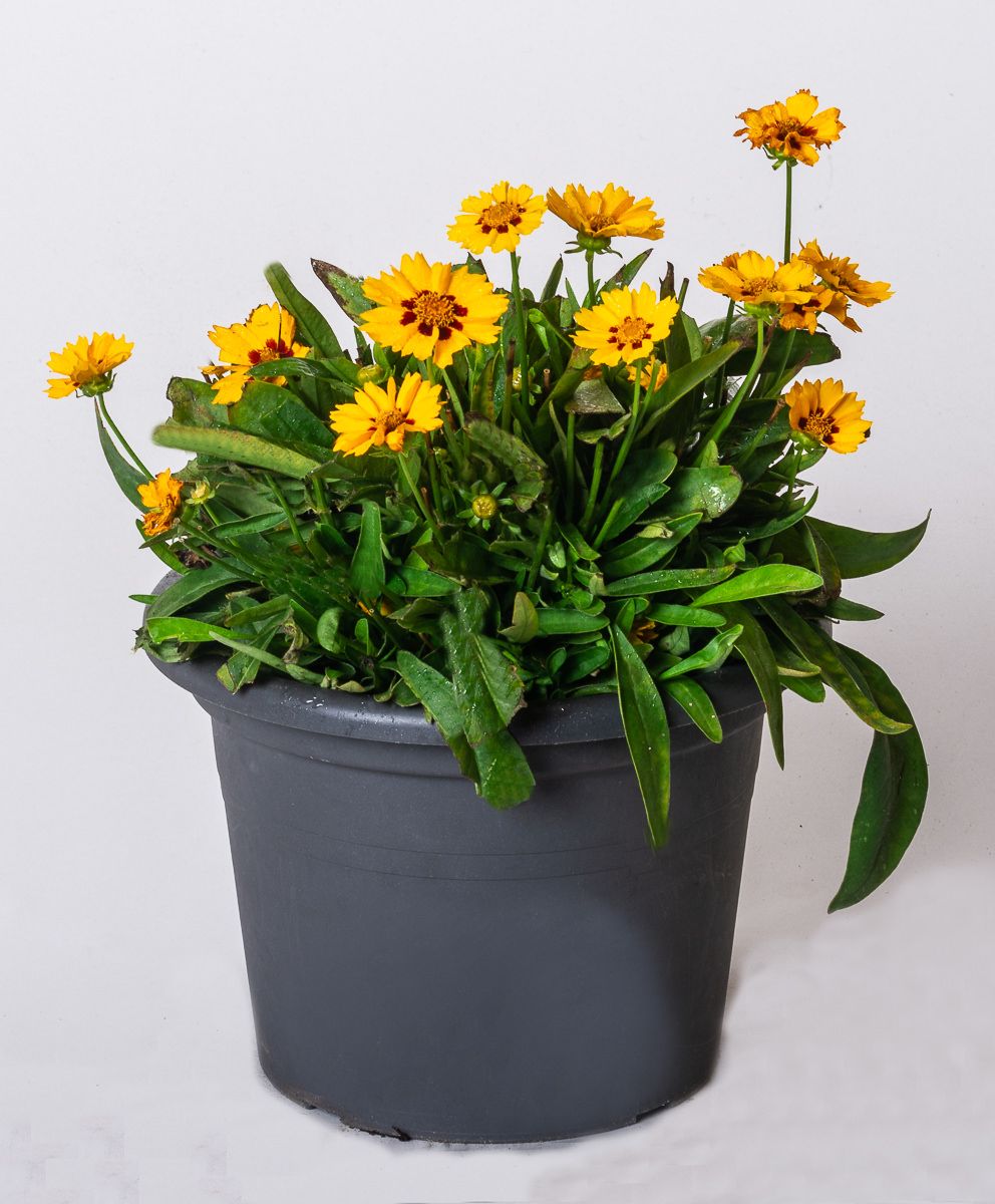 Kleines Mädchenauge - Coreopsis lanceolata Baby Gold günstig kaufen