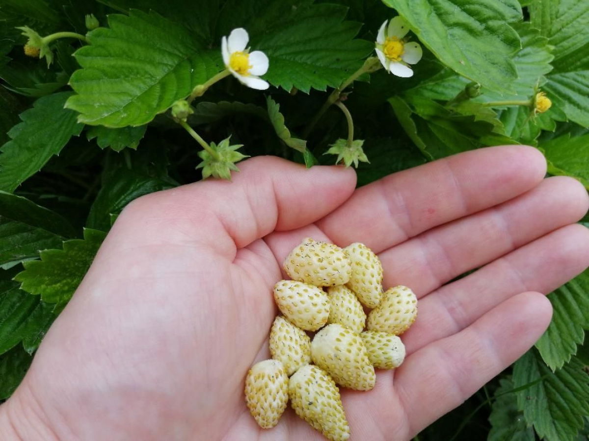 Erdbeere Elsanta - Fragaria vesca Elsanta günstig kaufen