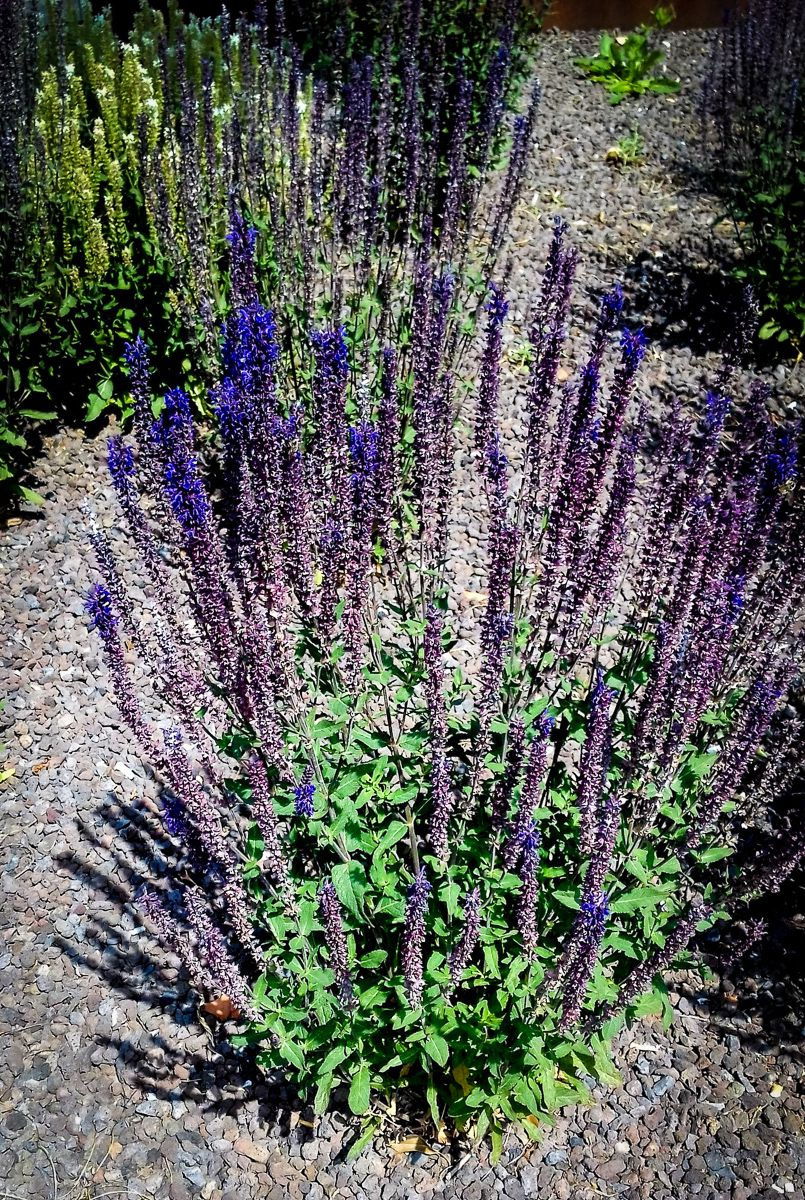 Blüten Salbei Merleau Blue - Salvia nemorosa Merleau Blue günstig kaufen