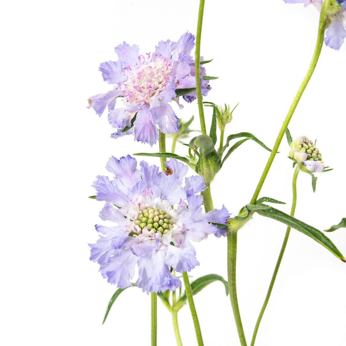 Kaukasus-Grindkraut, Skabiose - Scabiosa caucasica günstig kaufen