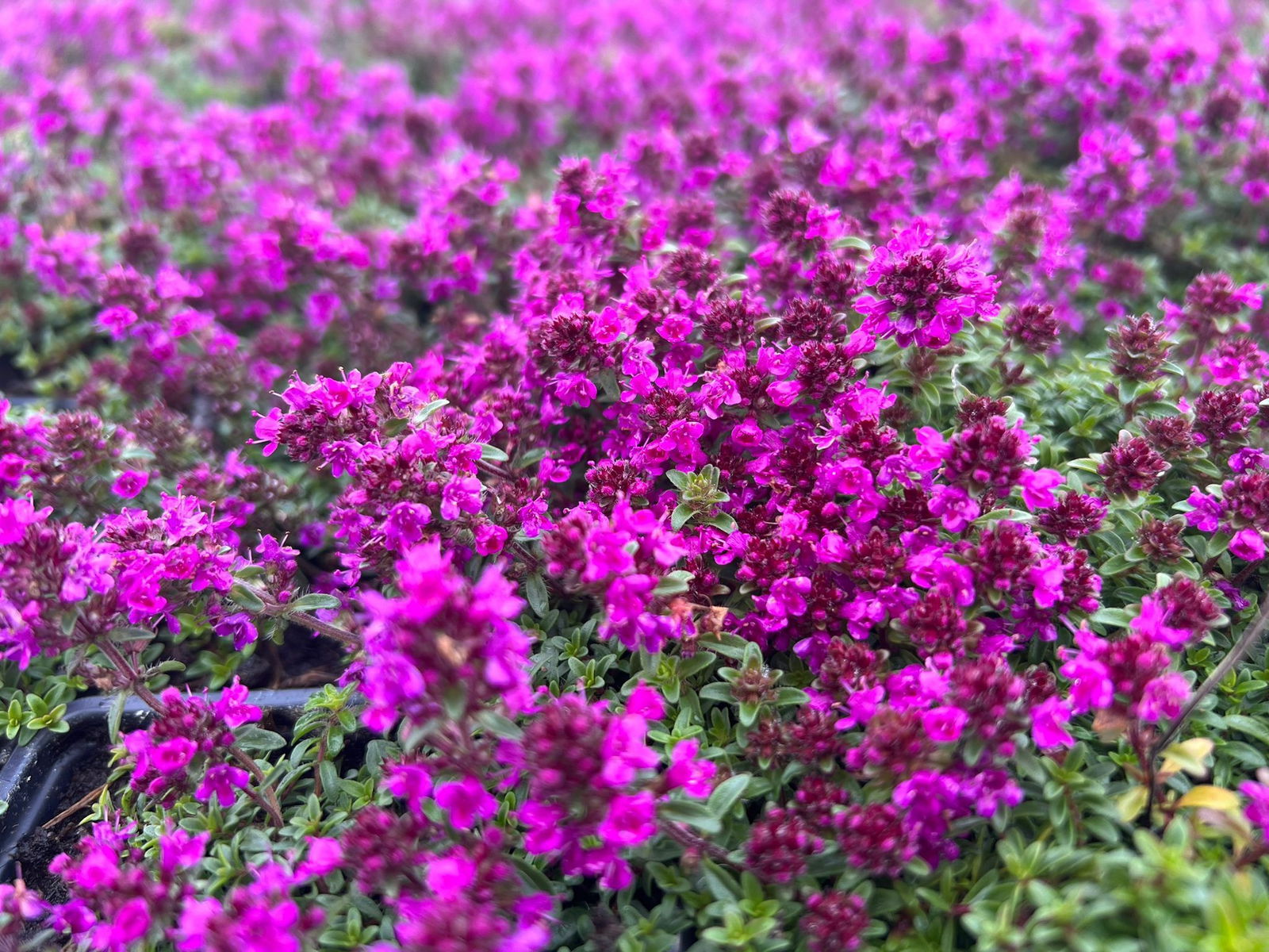Thymian Albus - Thymus serpyllum albus günstig kaufen