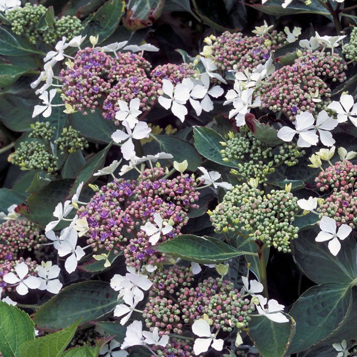 Buntlaubige Hortensie Tricolor - Hydrangea macrophylla Tricolor günstig ...
