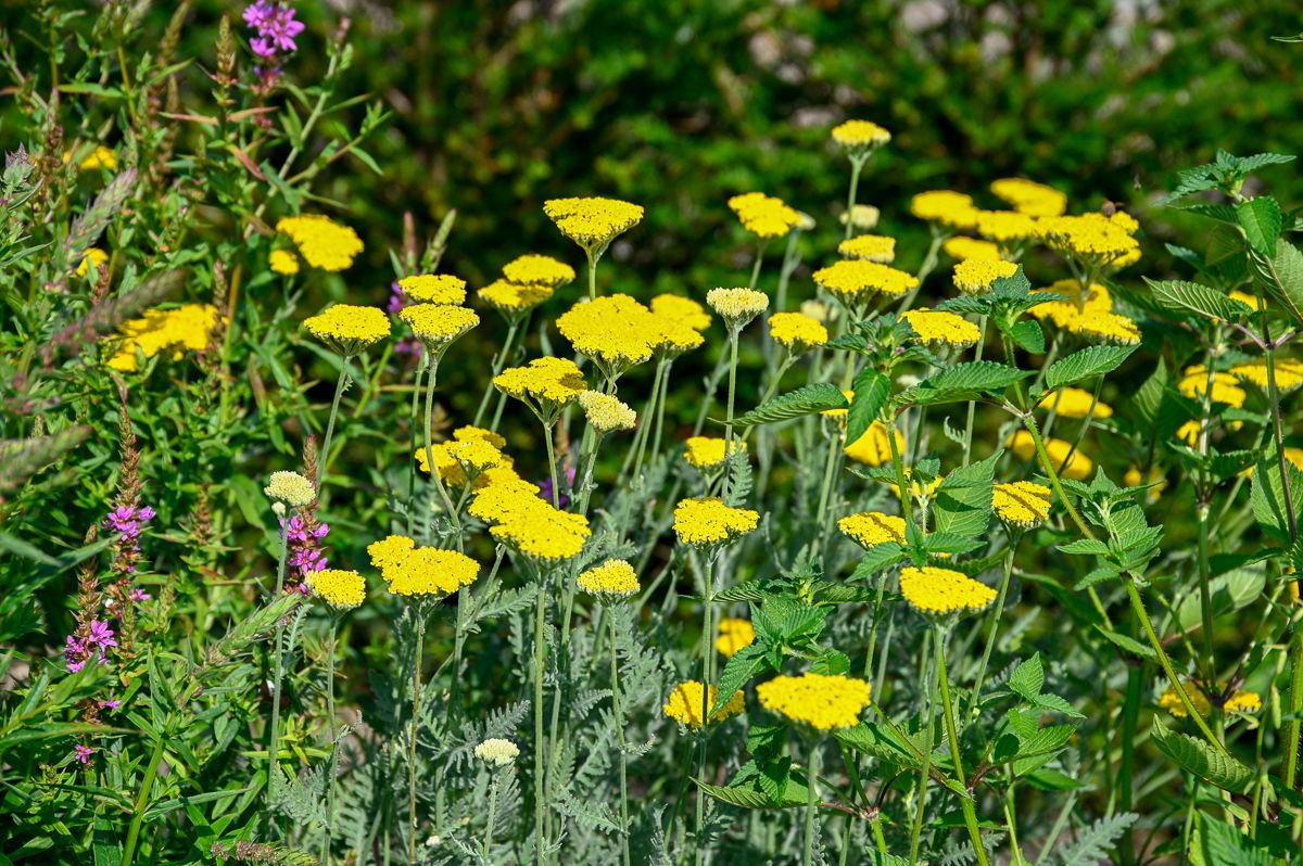 Schafgarbe rot - Achillea millefolium rot günstig kaufen