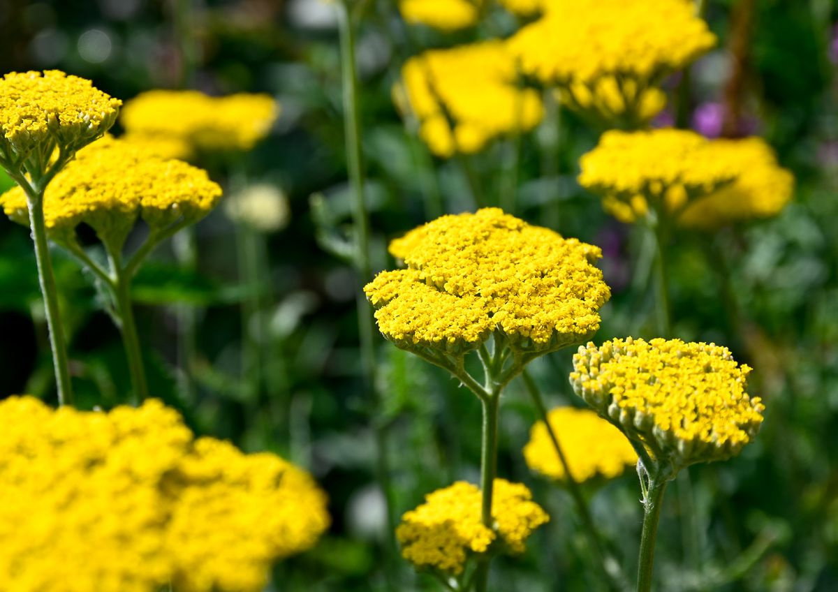 Achillea Filipendulina Coronation Gold