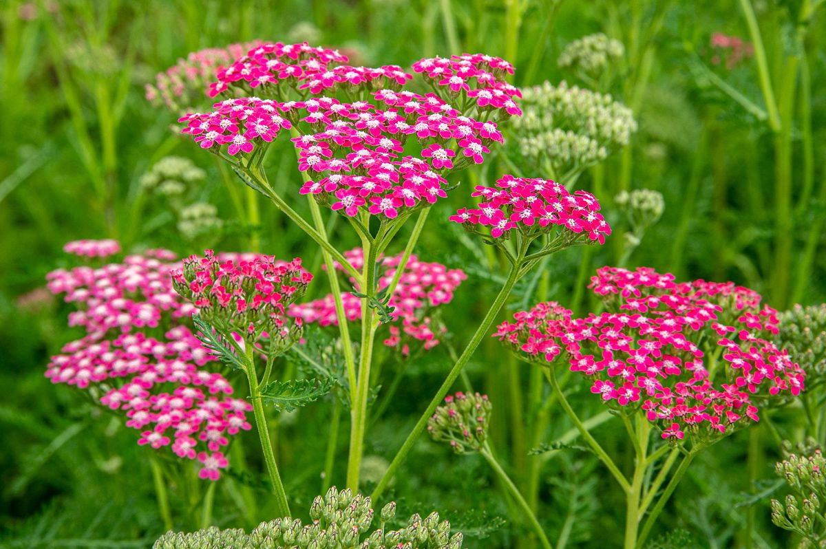 Schafgarbe rot - Achillea millefolium rot günstig kaufen