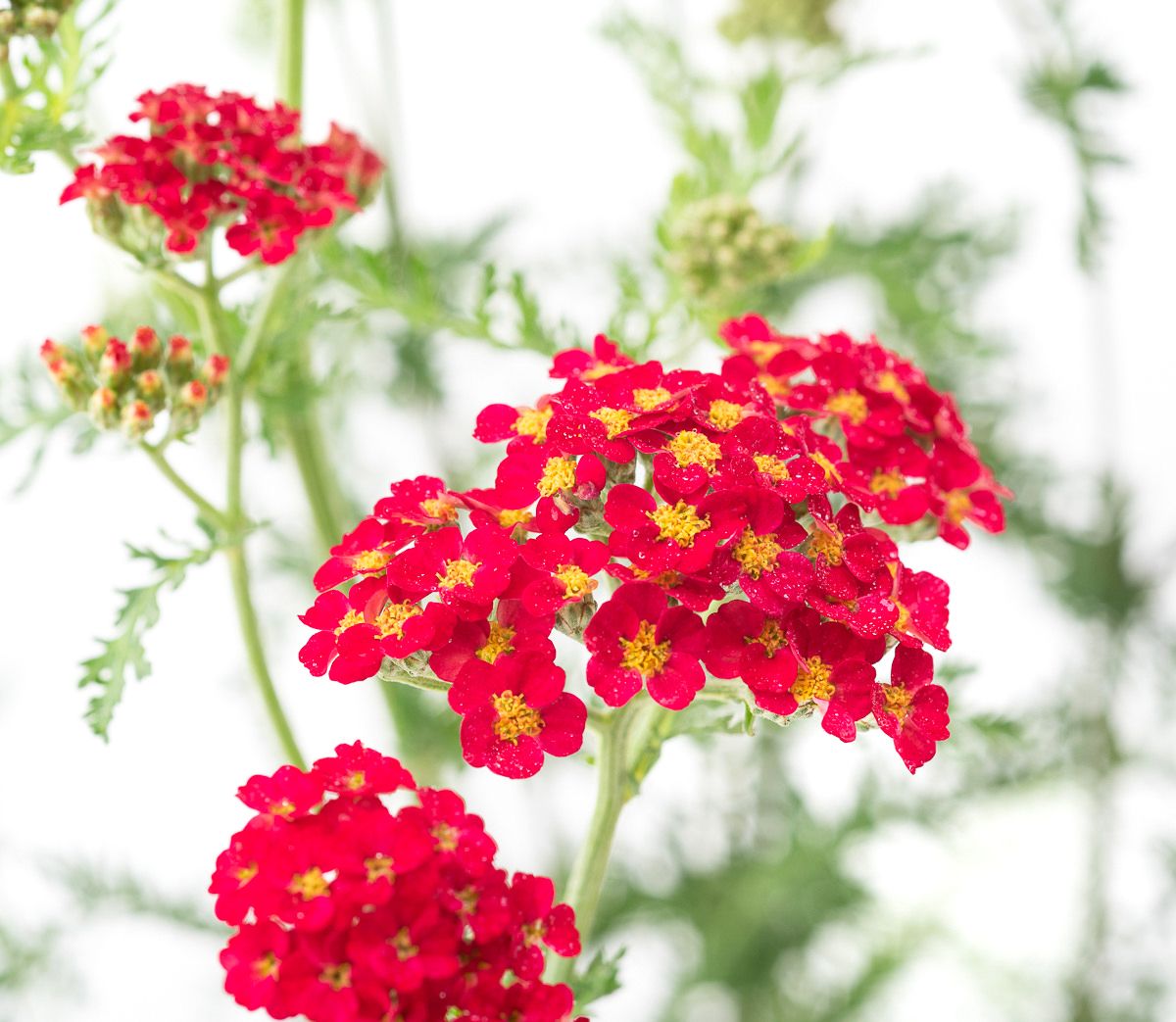 Schafgarbe rot - Achillea millefolium rot günstig kaufen
