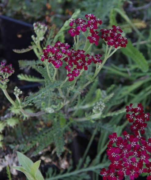Schafgarbe rot - Achillea millefolium rot günstig kaufen