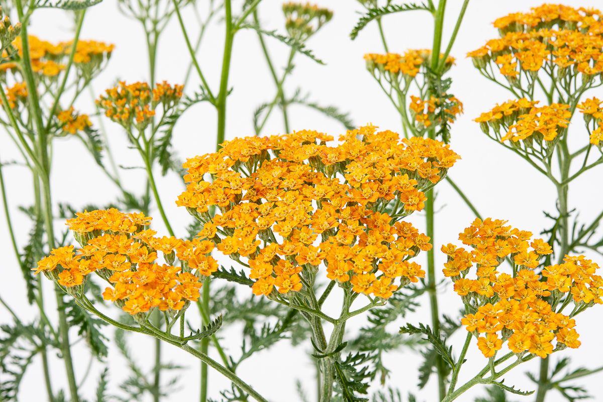 Schafgarbe rot - Achillea millefolium rot günstig kaufen