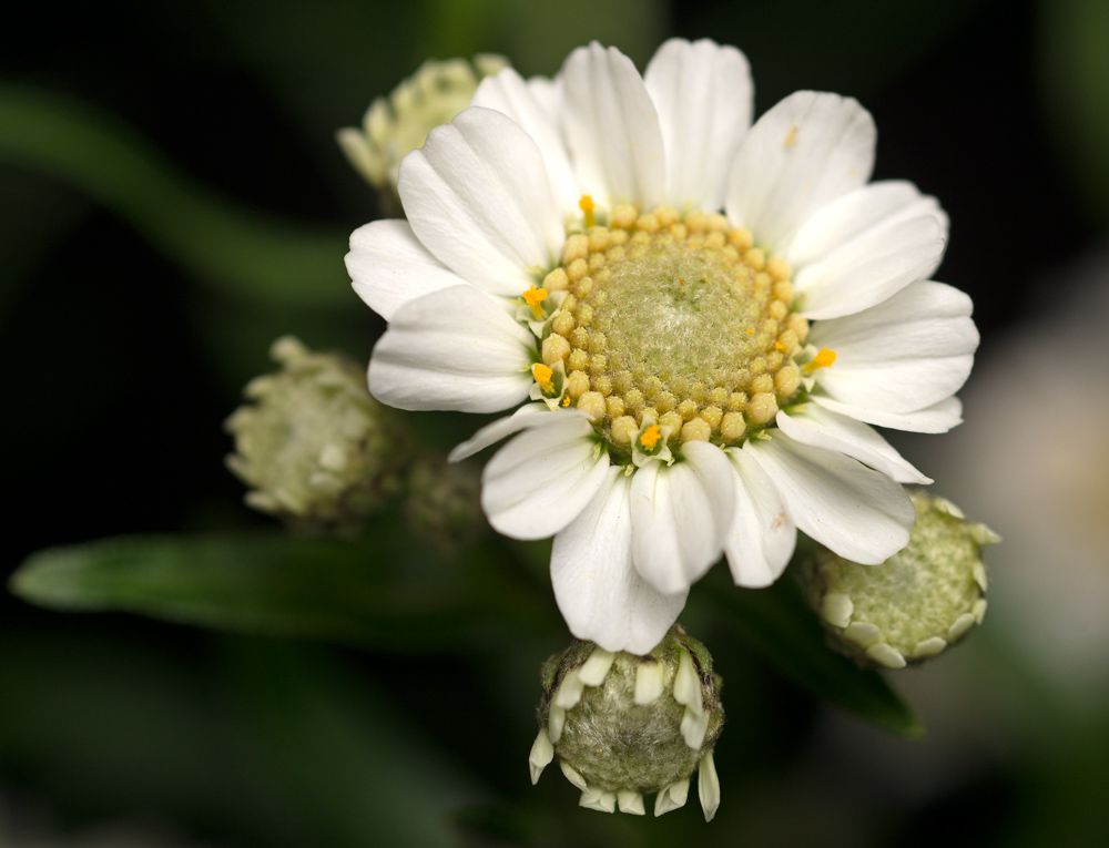 Bertrams Garbe Nana Compacta - Achillea ptarmica Nana Compacta günstig ...
