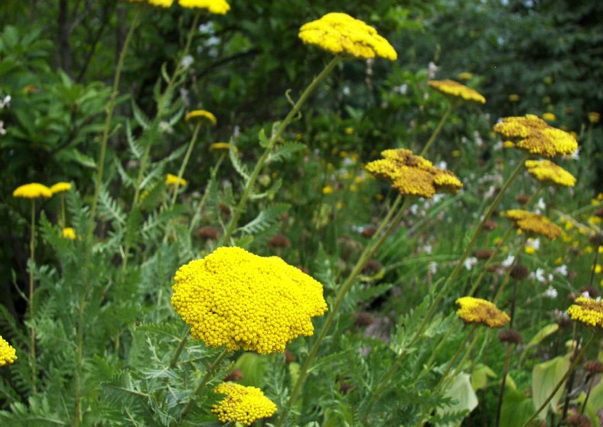 Schafgarbe rot - Achillea millefolium rot günstig kaufen