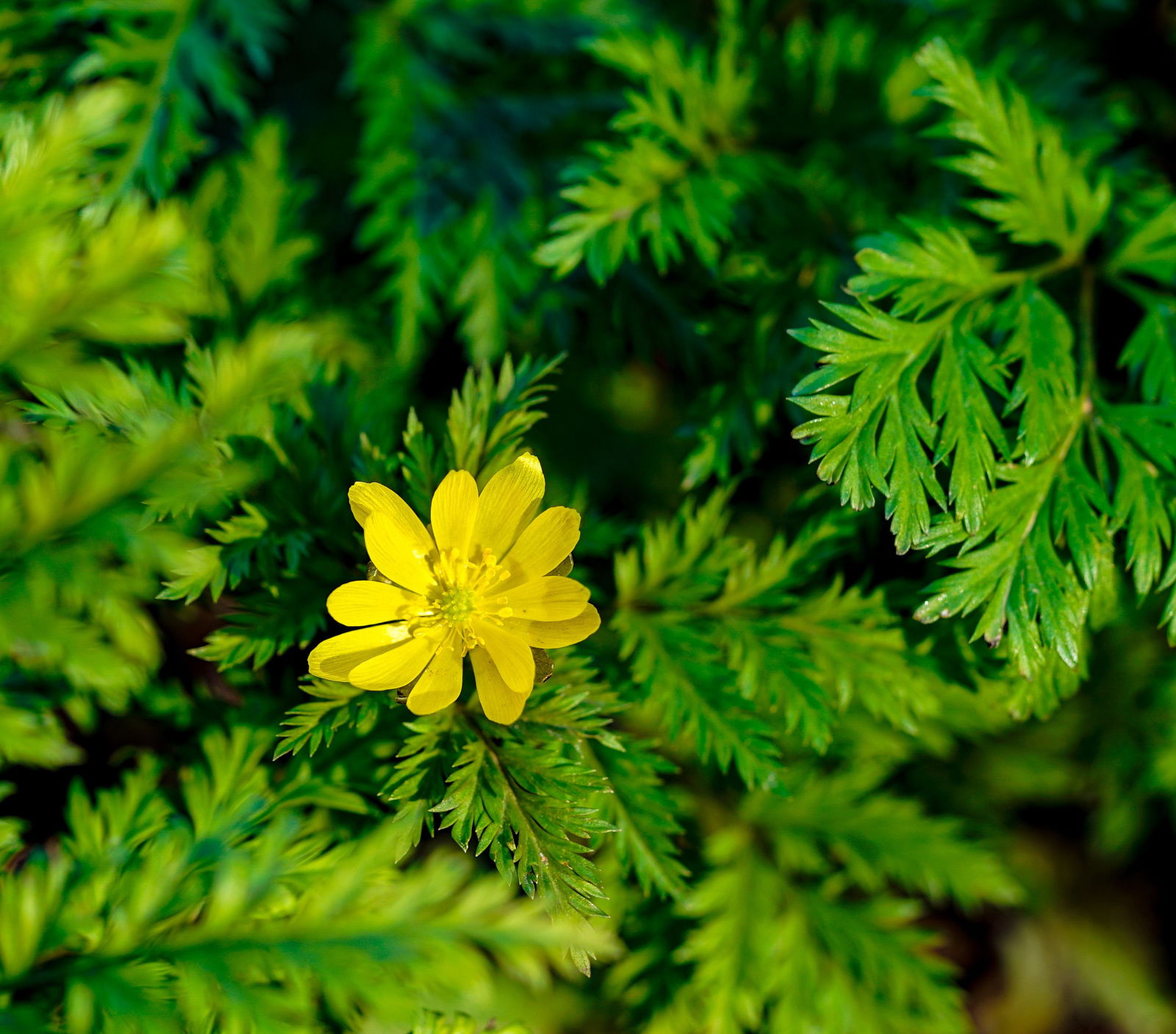 Amur Adonisröschen - Adonis amurensis günstig kaufen