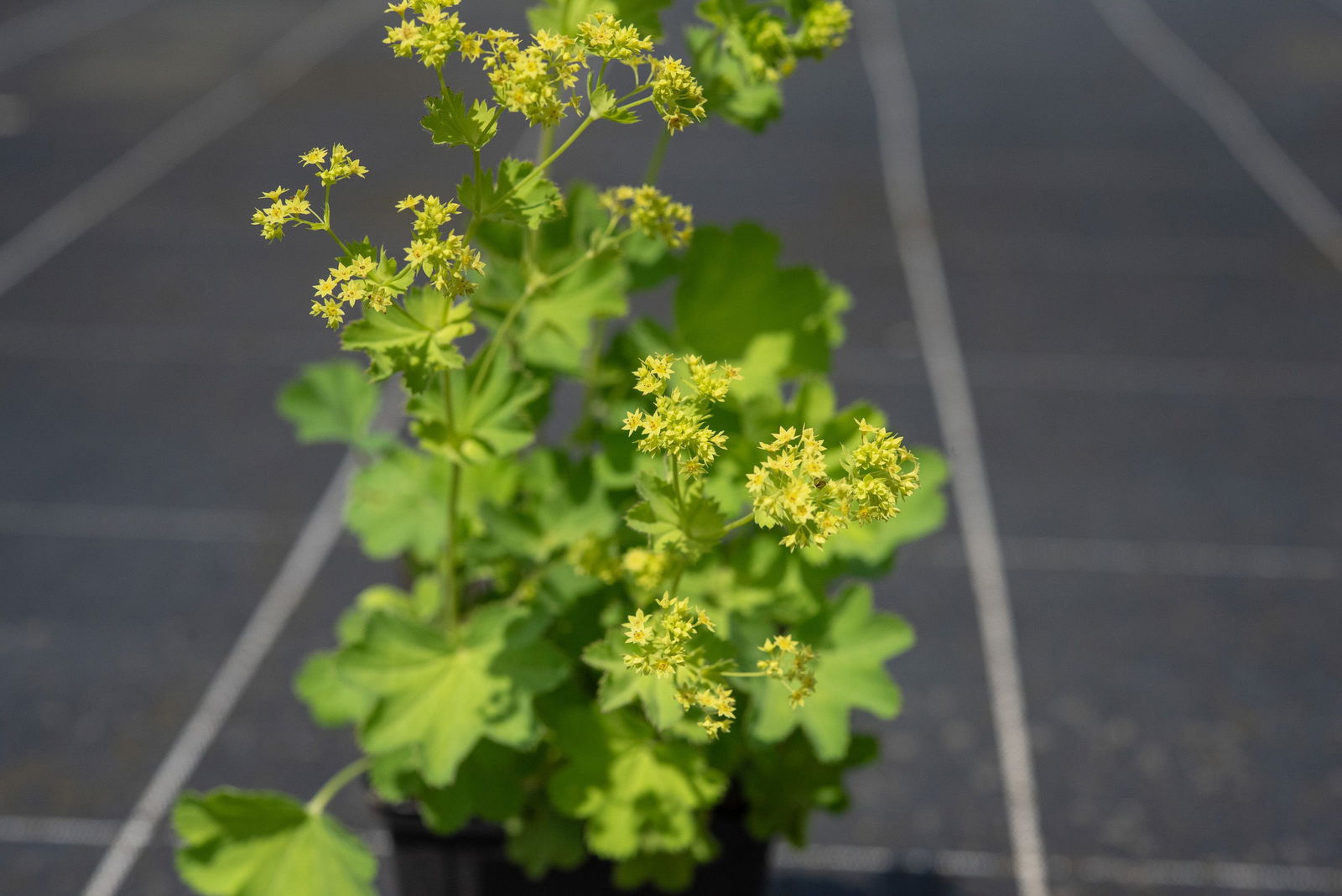 Zierlicher Frauenmantel - Alchemilla epipsila günstig kaufen