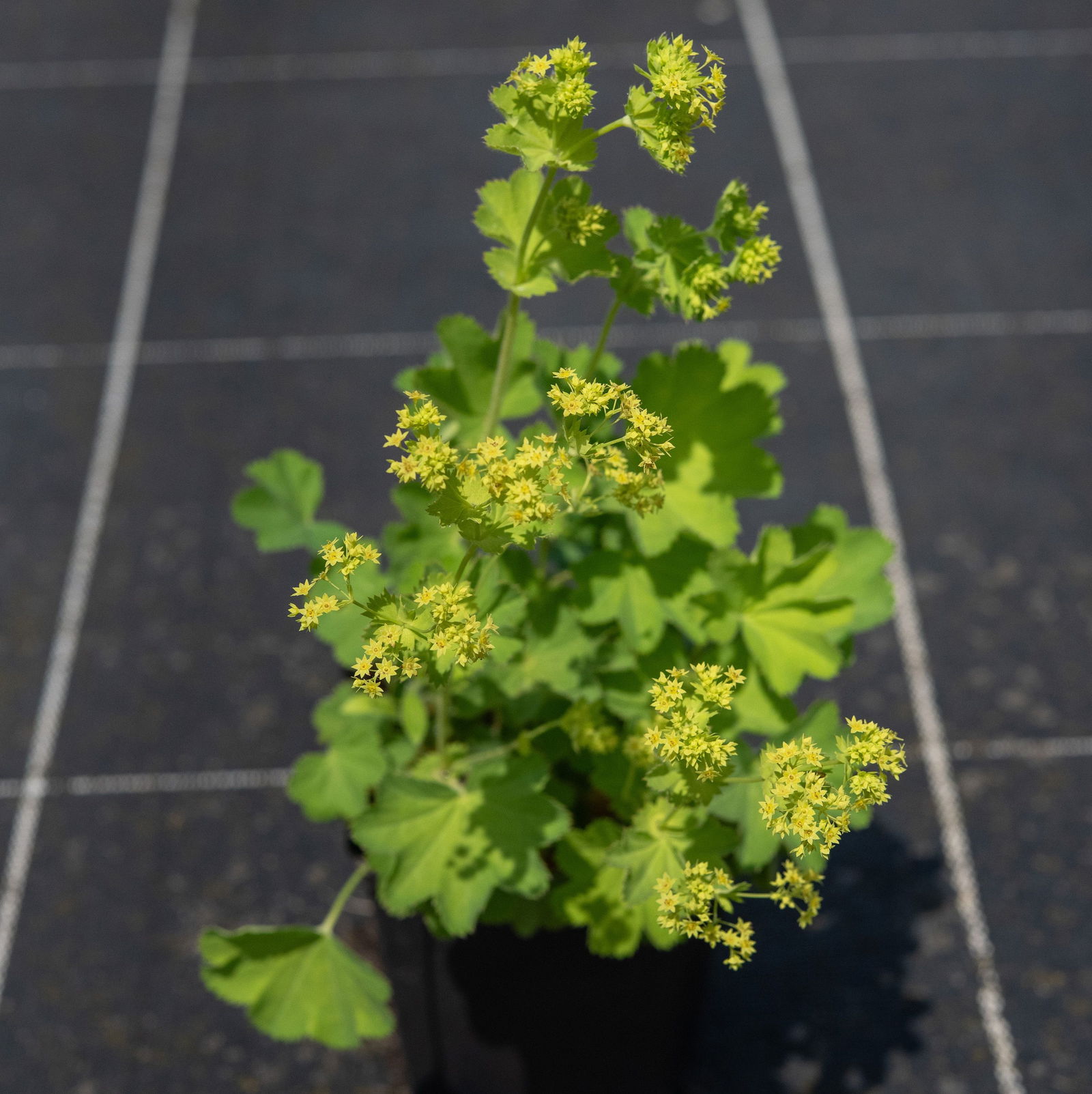 Zierlicher Frauenmantel - Alchemilla epipsila günstig kaufen