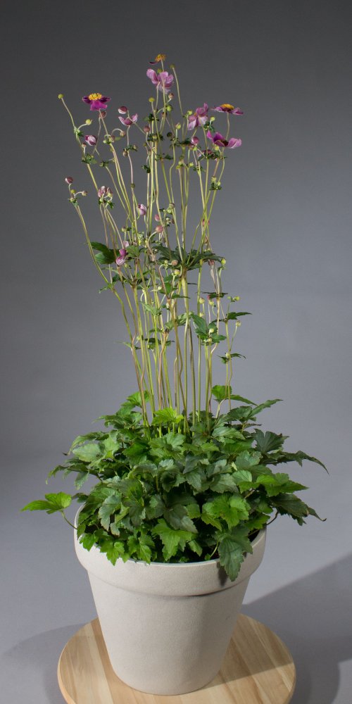 Anemone hupehensis Praecox - Herbst Anemone Praecox | jetzt günstig ...