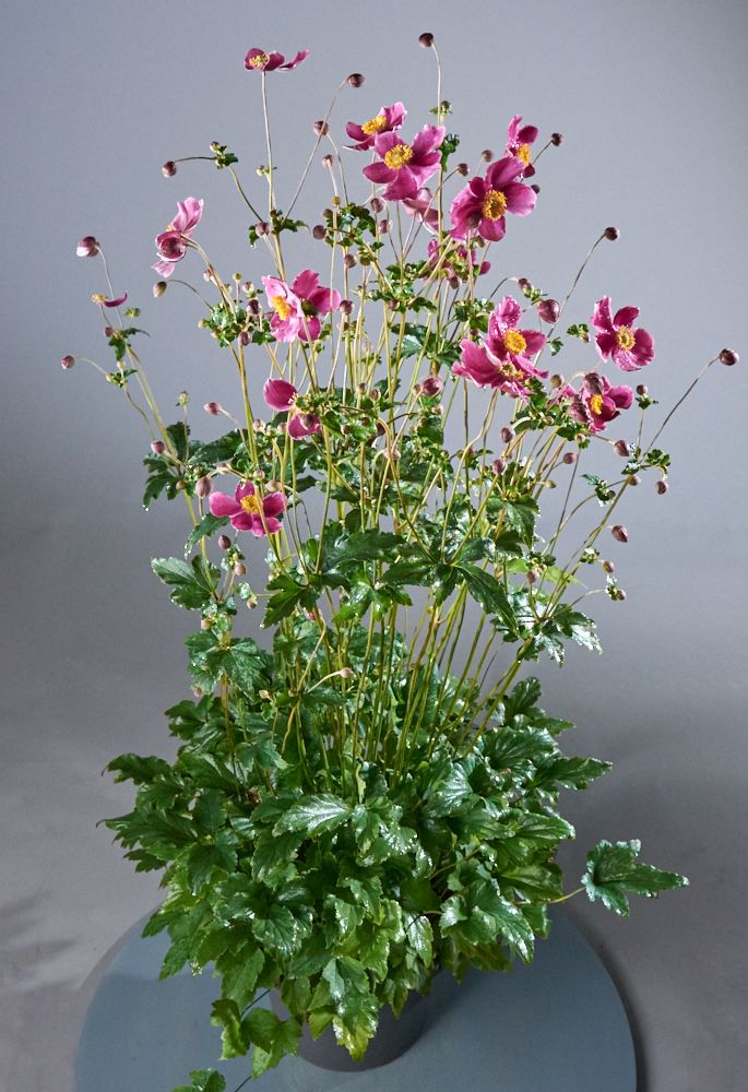 Anemone hupehensis Splendens - Herbstanemone Splendens | jetzt günstig ...