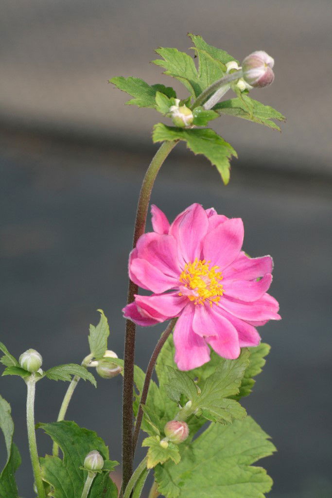 Anemone Pamina - Anemone japonica Pamina günstig kaufen